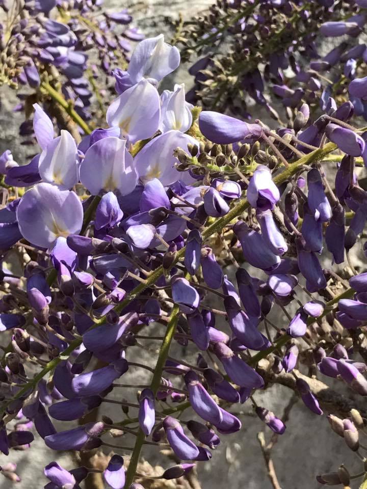 It's time for Wisteria hysteria! - Michael Perry - Mr Plant Geek