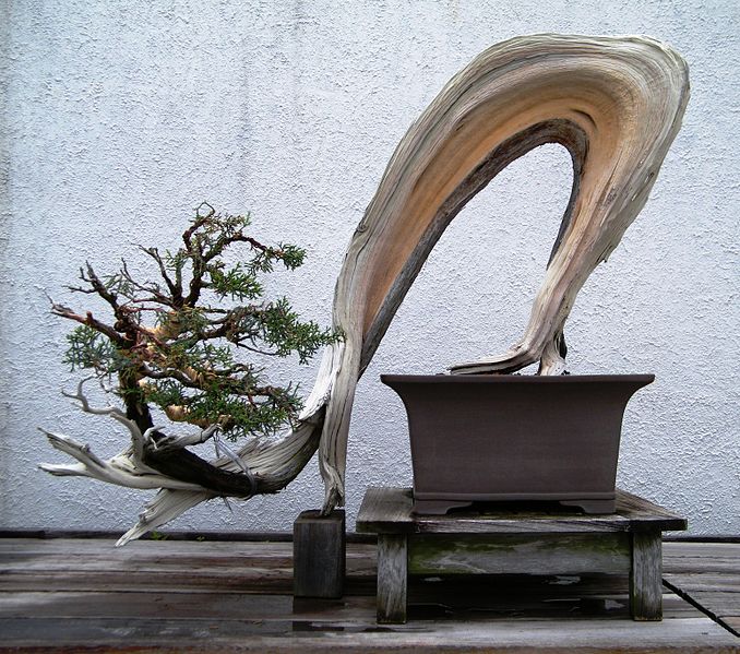 5 amazing bonsai trees to give a zen garden feel! - Michael Perry - Mr ...