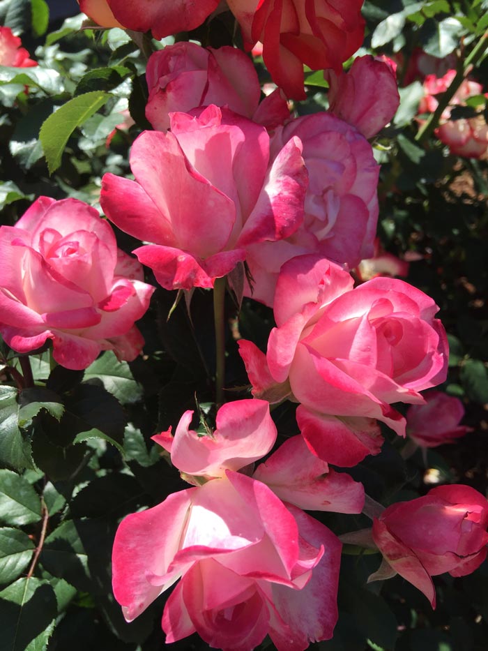 Growing Roses | 5 tips for awesome roses | Mr Plant Geek