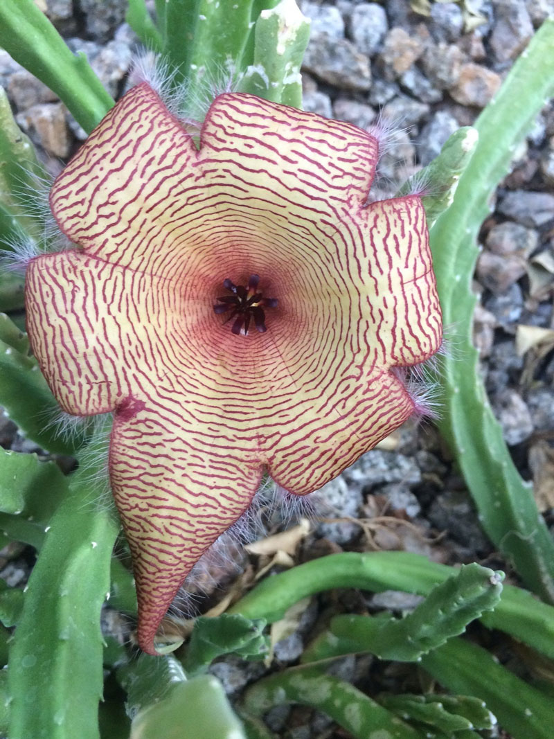 Why everyone should grow Stapelia plants - Michael Perry - Mr Plant Geek