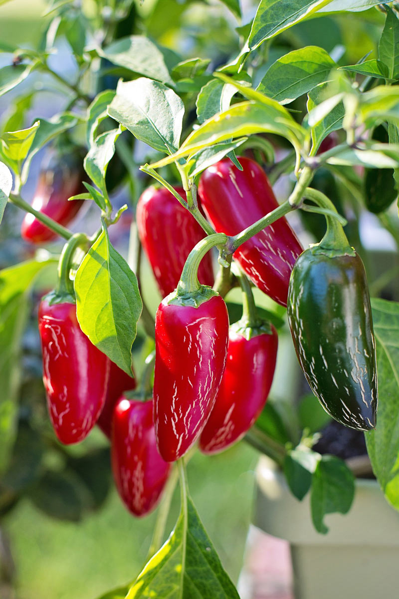 Find out more about growing chillies | Mr Plant Geek