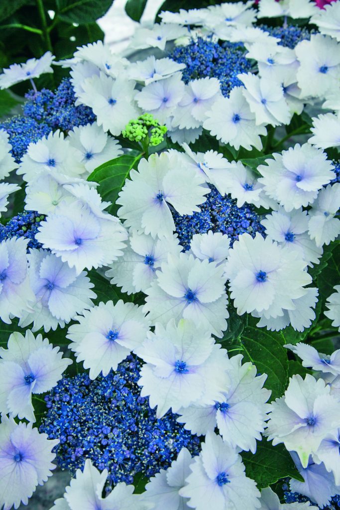 How to grow the best Hydrangeas | Gardening Advice | Mr Plant Geek