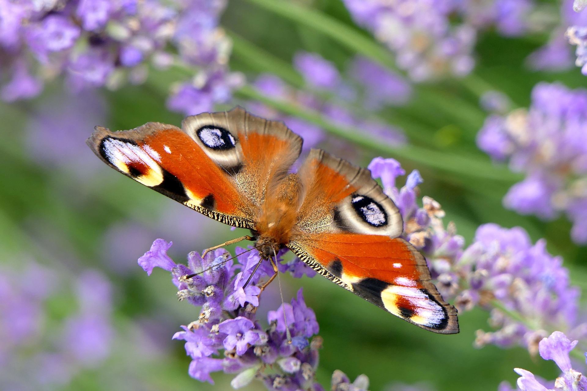 7 Summer Insects You've Been Loving this Year | Mr Plant Geek