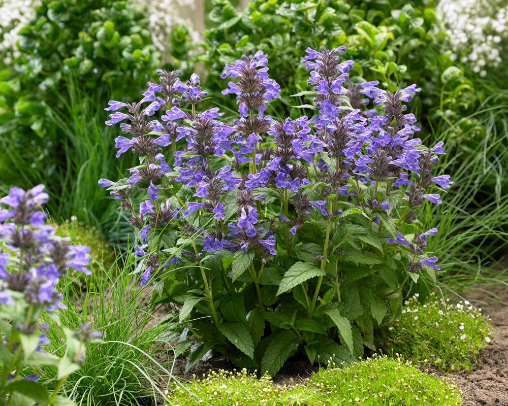 Nepeta 'Neptune' | Plant of the Month | Mr Plant Geek