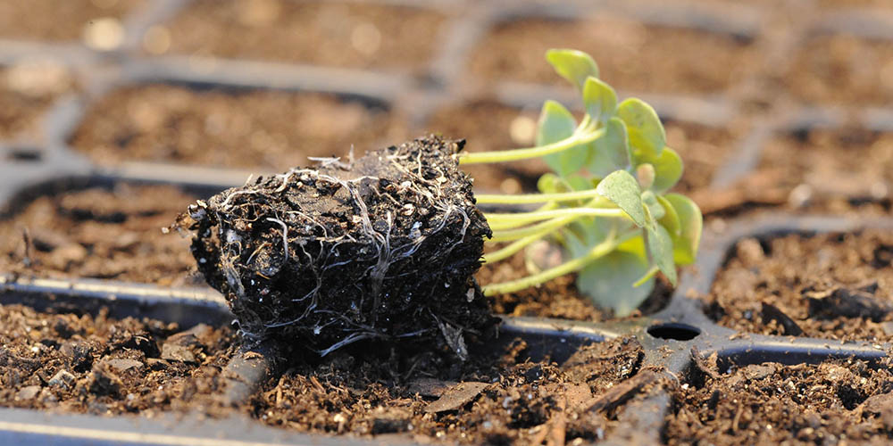 The Insider's Guide to Plug Plants - Michael Perry - Mr Plant Geek