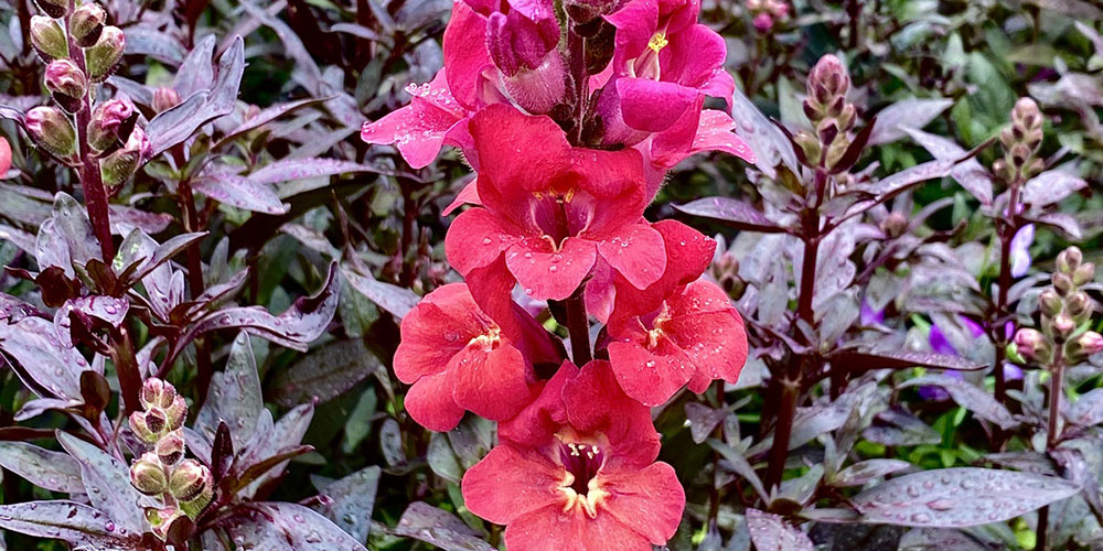 New Plants! | 7 New Flowers You'll Be Able To Grow In 2021