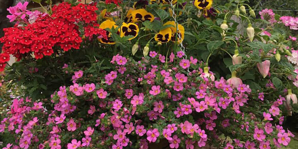 Grow giant, healthy plants with these two secrets - Michael Perry - Mr ...