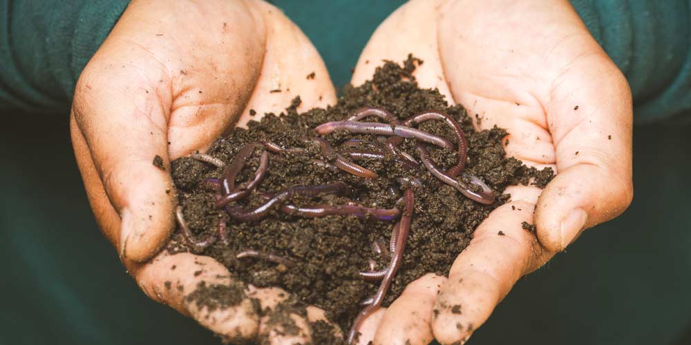Earthworms: Why You Should Love Them In Your Garden! | Mr Plant Geek