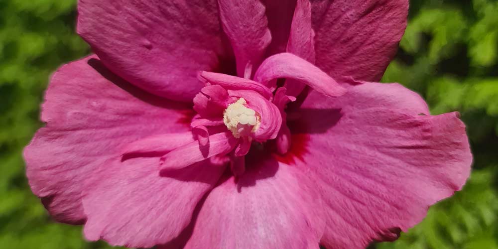 Hibiscus Flower Tower Ruby: A Hardy Hibiscus For Small Gardens