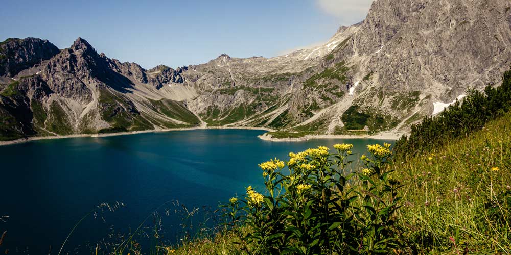 What Are Alpine Plants?