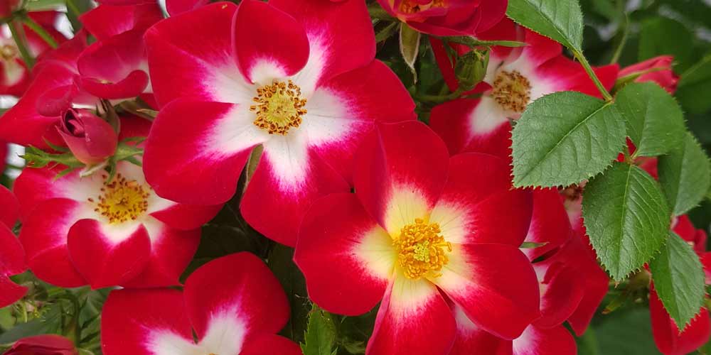 Rose Everglow Ruby: A Colour-Changing Rose