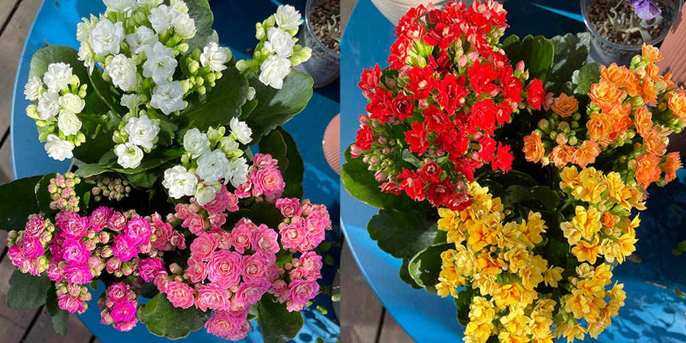 How Different Plant Colours Can Boost Your Mood