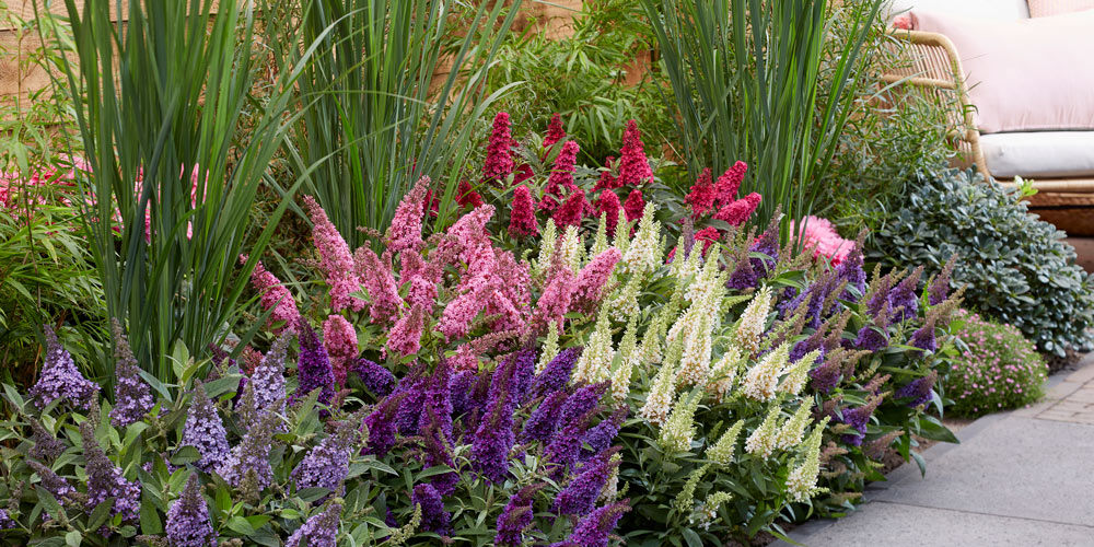 Buddleja 'Butterfly Candy': A Nectar Goldmine