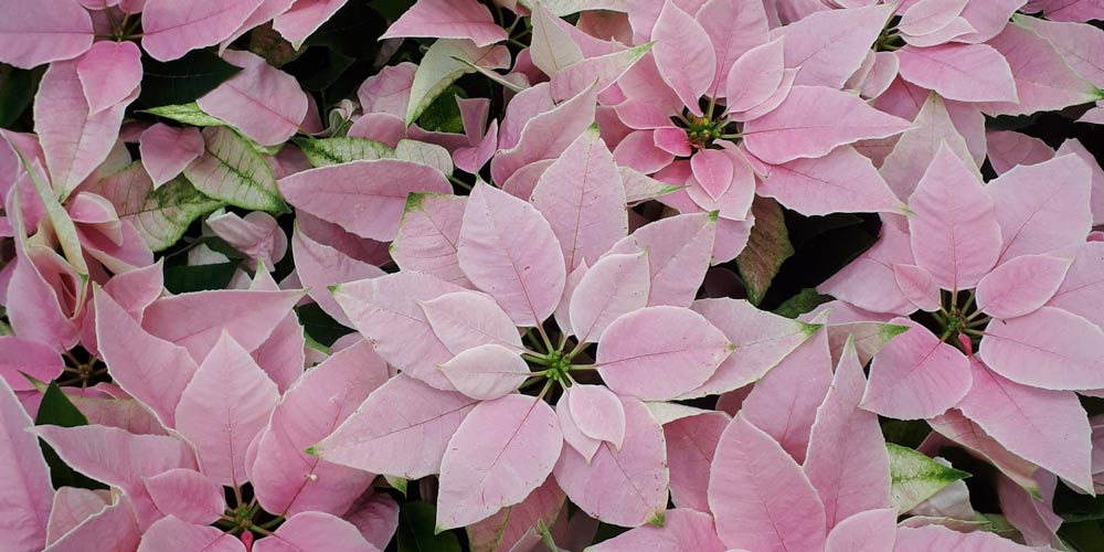 The complete Christmas botany quiz - Michael Perry - Mr Plant Geek