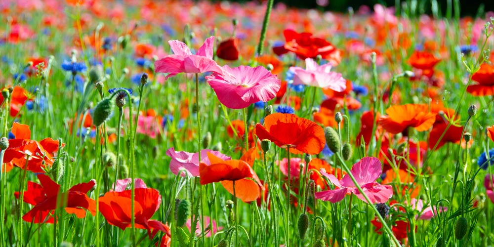 Growing A Wildflower Patch In Your Garden