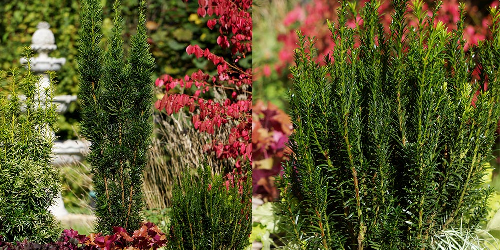 Taxus Eleganza And Exotica: New Yew Varieties Perfect For Hedging
