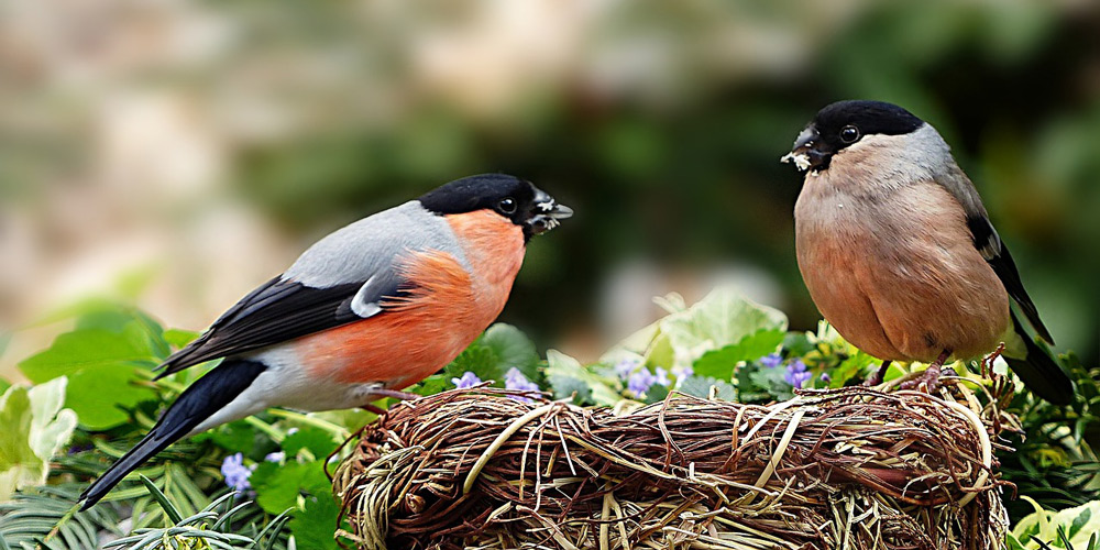 Take This UK Bird Quiz To Test Your Knowledge!