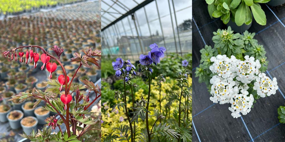 The Best Of Hillier Plants