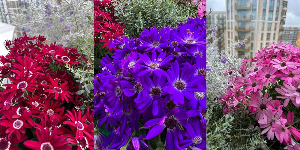 Senetti: The Perfect 'Inbetweener' Plant
