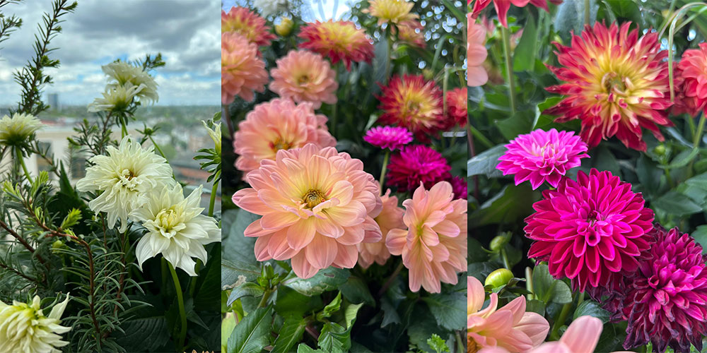Find Your Ideal Dahlia Colour Palette with Dahlia LaBella