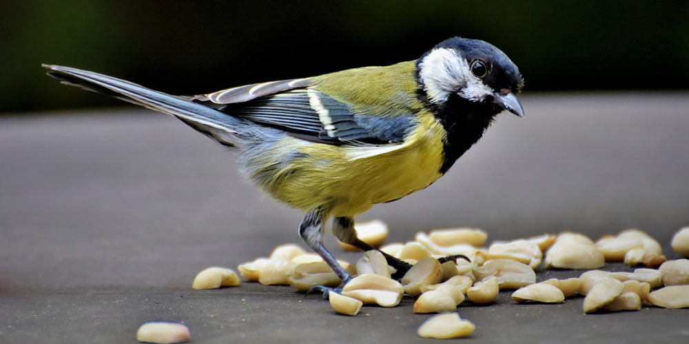 Do Birds Like Peanuts? | Types Of Peanuts, Feeders And More