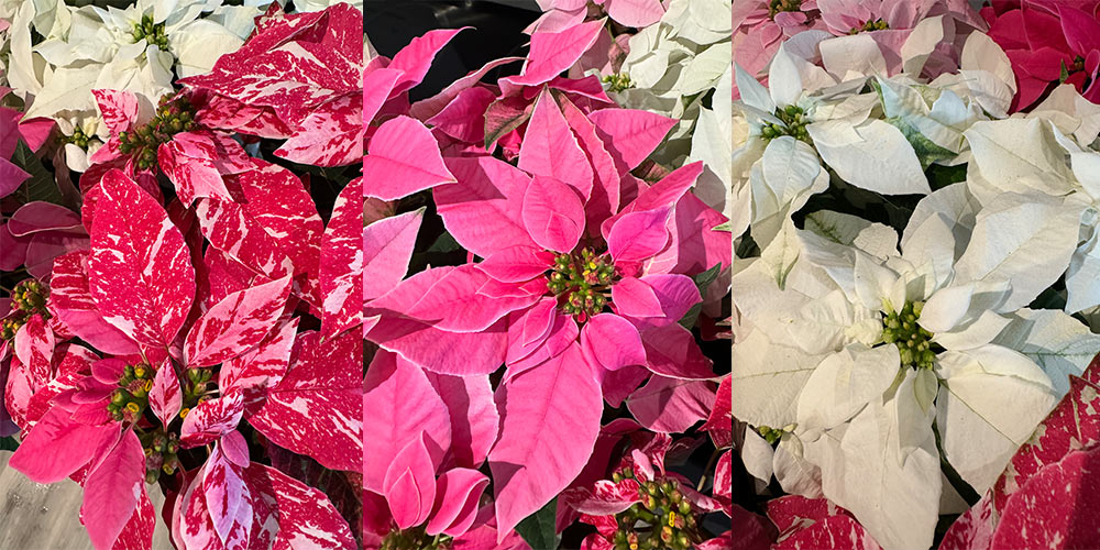 How to look after your Princettia® indoors and outdoors - Michael Perry ...