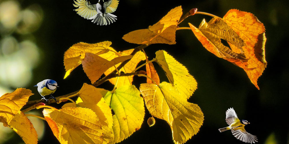 What To Feed Birds In Autumn | 6 Foods Birds Love