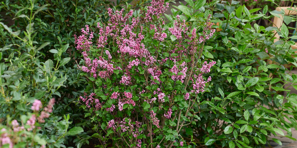 Syringa 'Little Rosie': The Epitome Of 'Short And Sweet'!