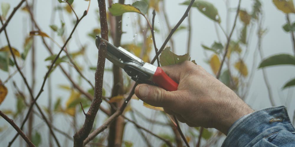 What Is Deadheading? A Guide To Deadheading Flowers