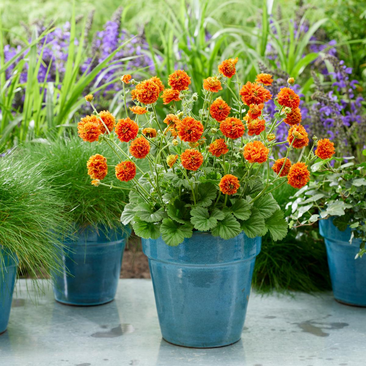 Geum 'Orange Pumpkin': Plant Of The Month